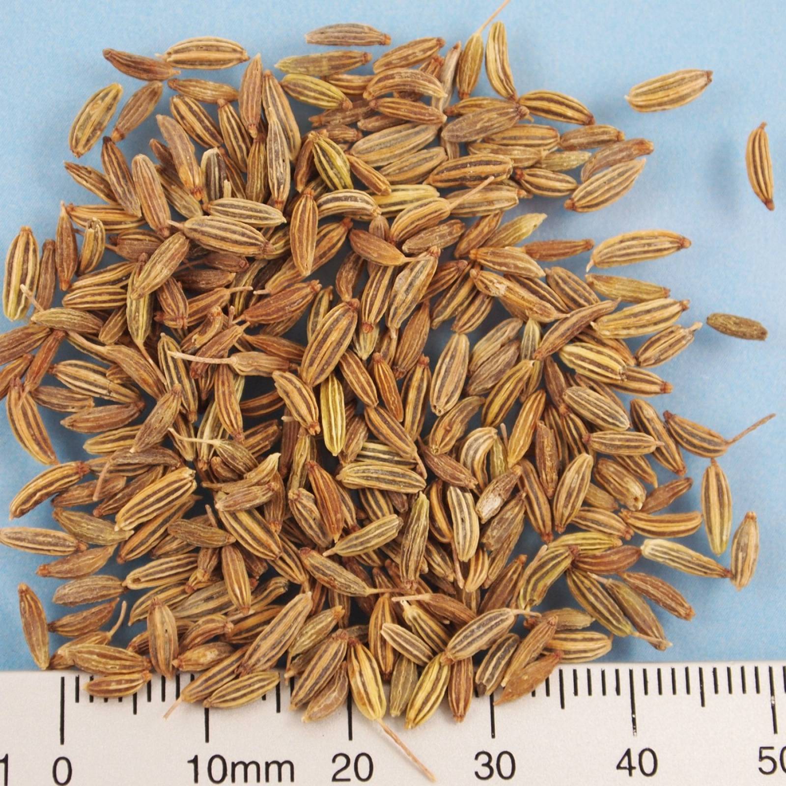 BIO-Fenchel | Großgebinde | Verarbeiter