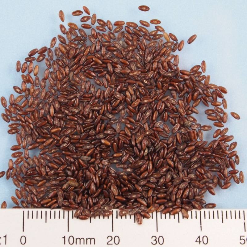 Organic psyllium seeds | Bulk | Food Producer